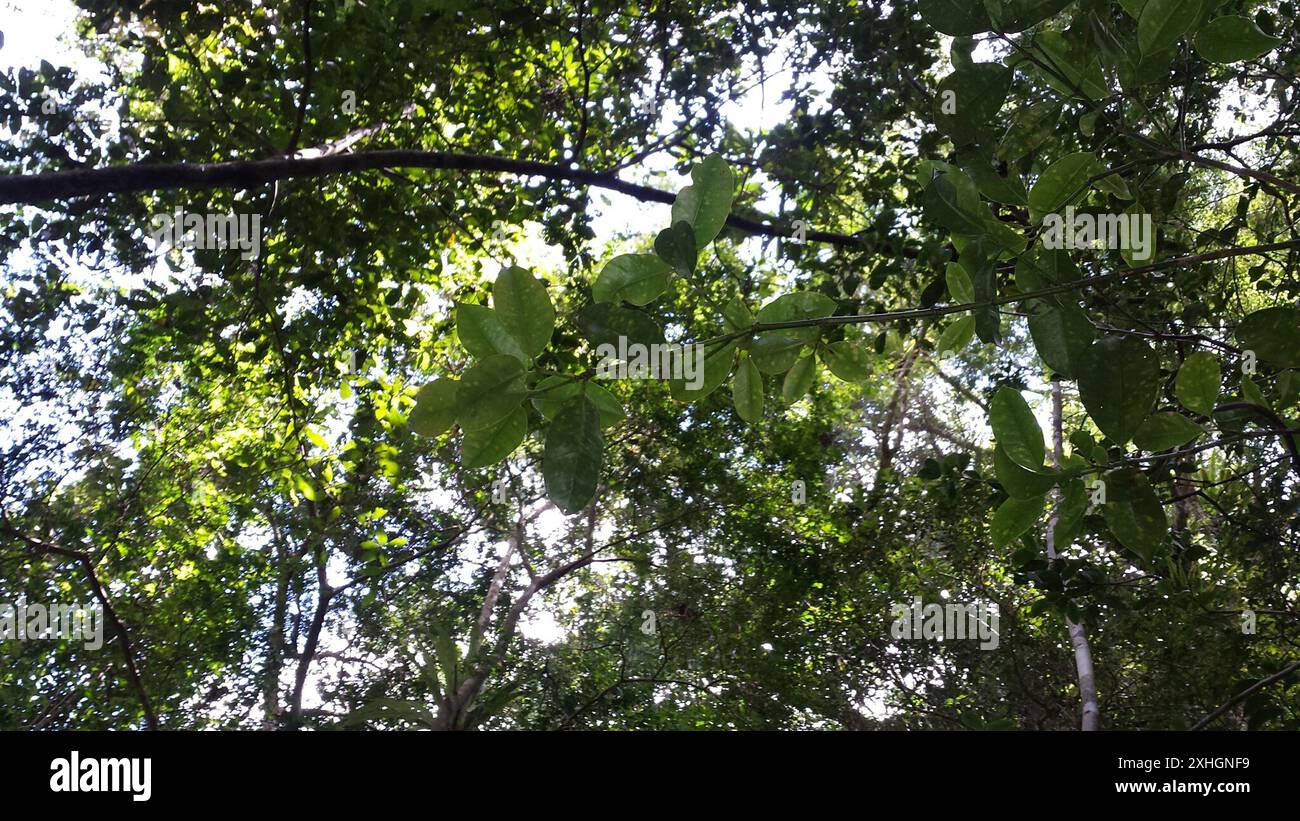 attorney tree family (Clusiaceae Stock Photo - Alamy