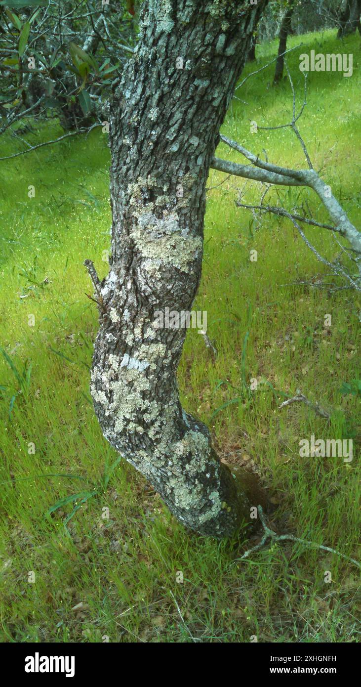 valley oak (Quercus lobata Stock Photo - Alamy