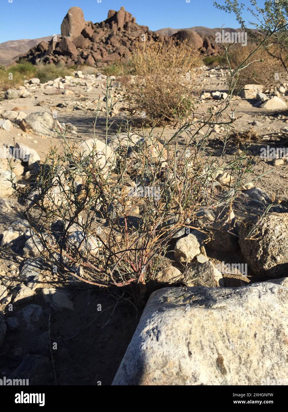 Narrow-leaved Stillingia (Stillingia linearifolia Stock Photo - Alamy