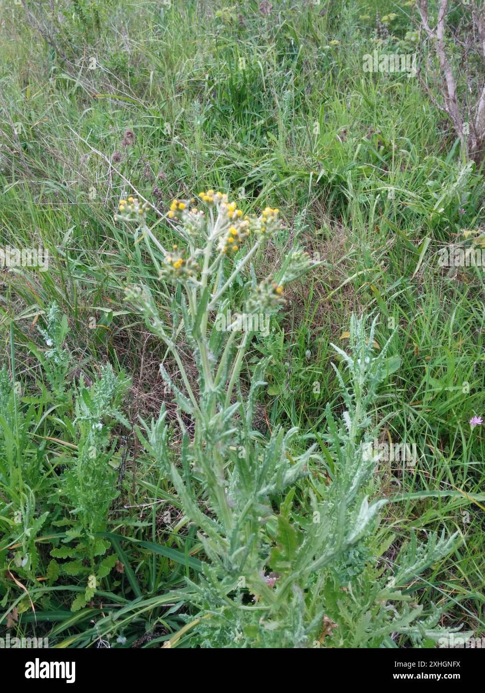Cutleaf burnweed (Senecio glomeratus Stock Photo - Alamy