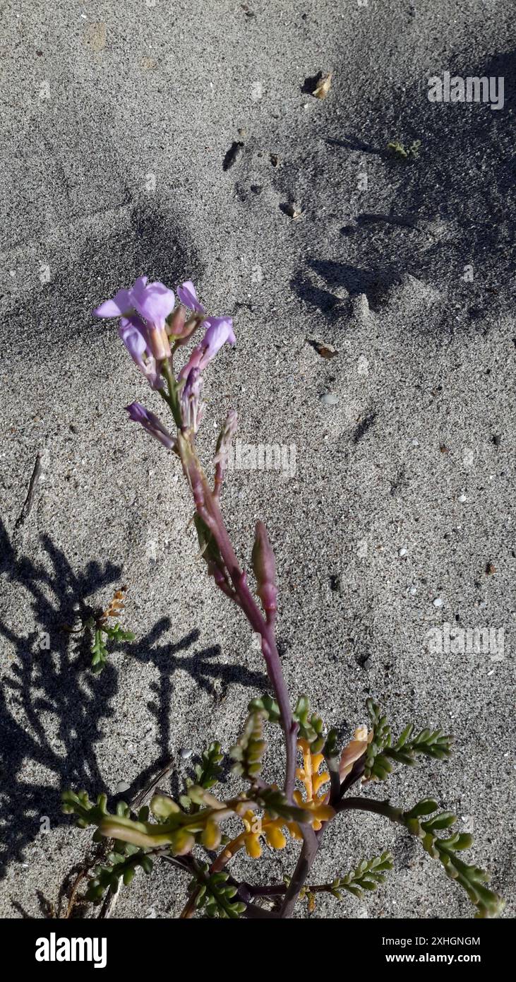 European Searocket (Cakile maritima Stock Photo - Alamy