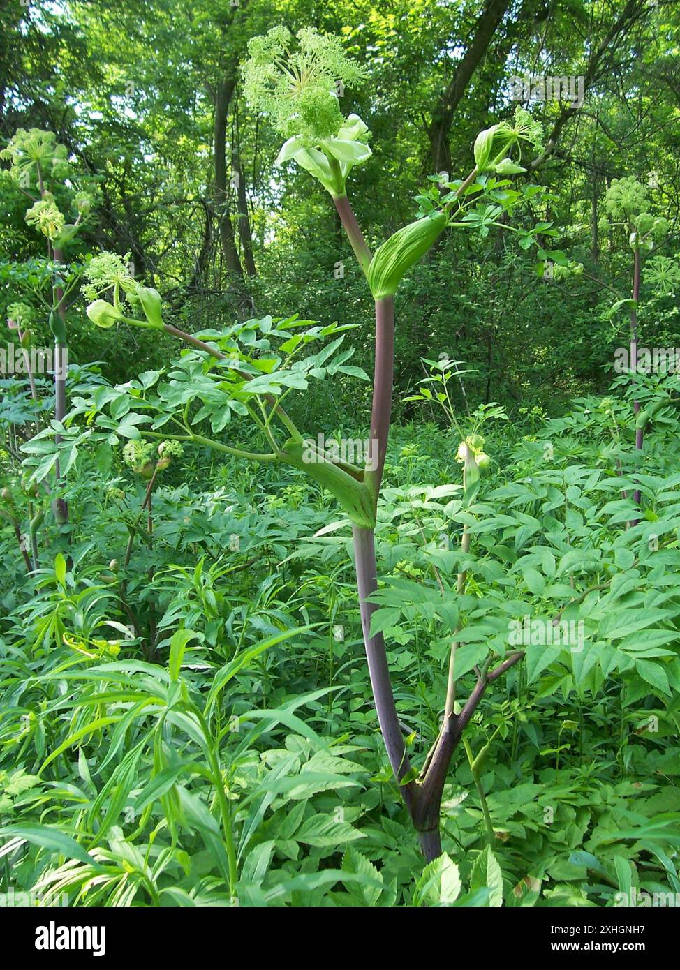 purple-stemmed angelica (Angelica atropurpurea Stock Photo - Alamy