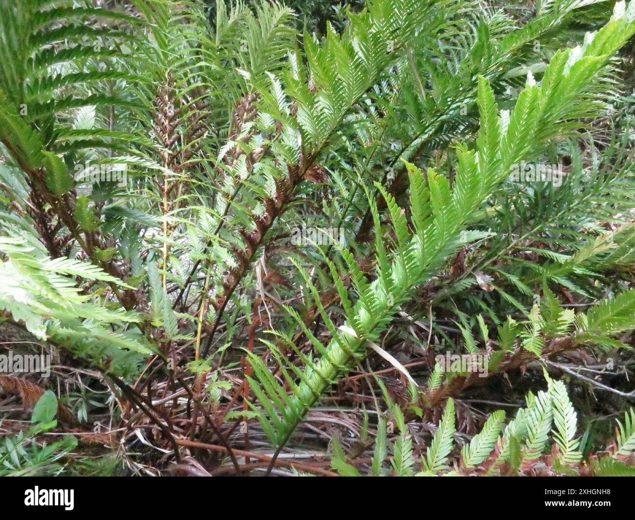 king fern (Todea barbara Stock Photo - Alamy