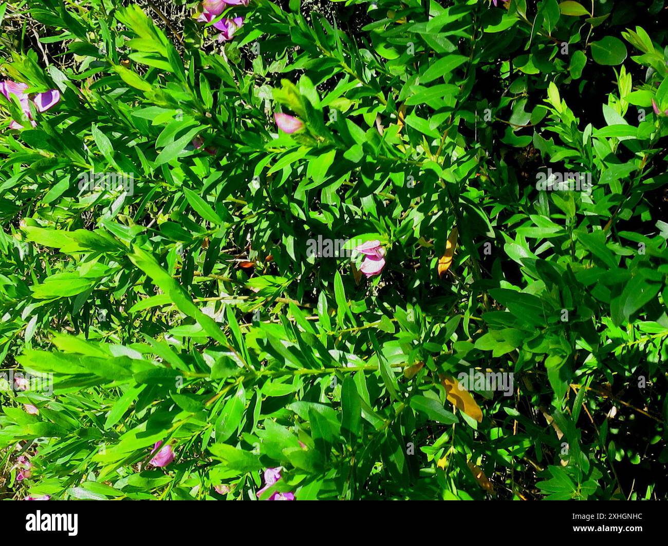 Septemberbush (Polygala myrtifolia myrtifolia Stock Photo - Alamy