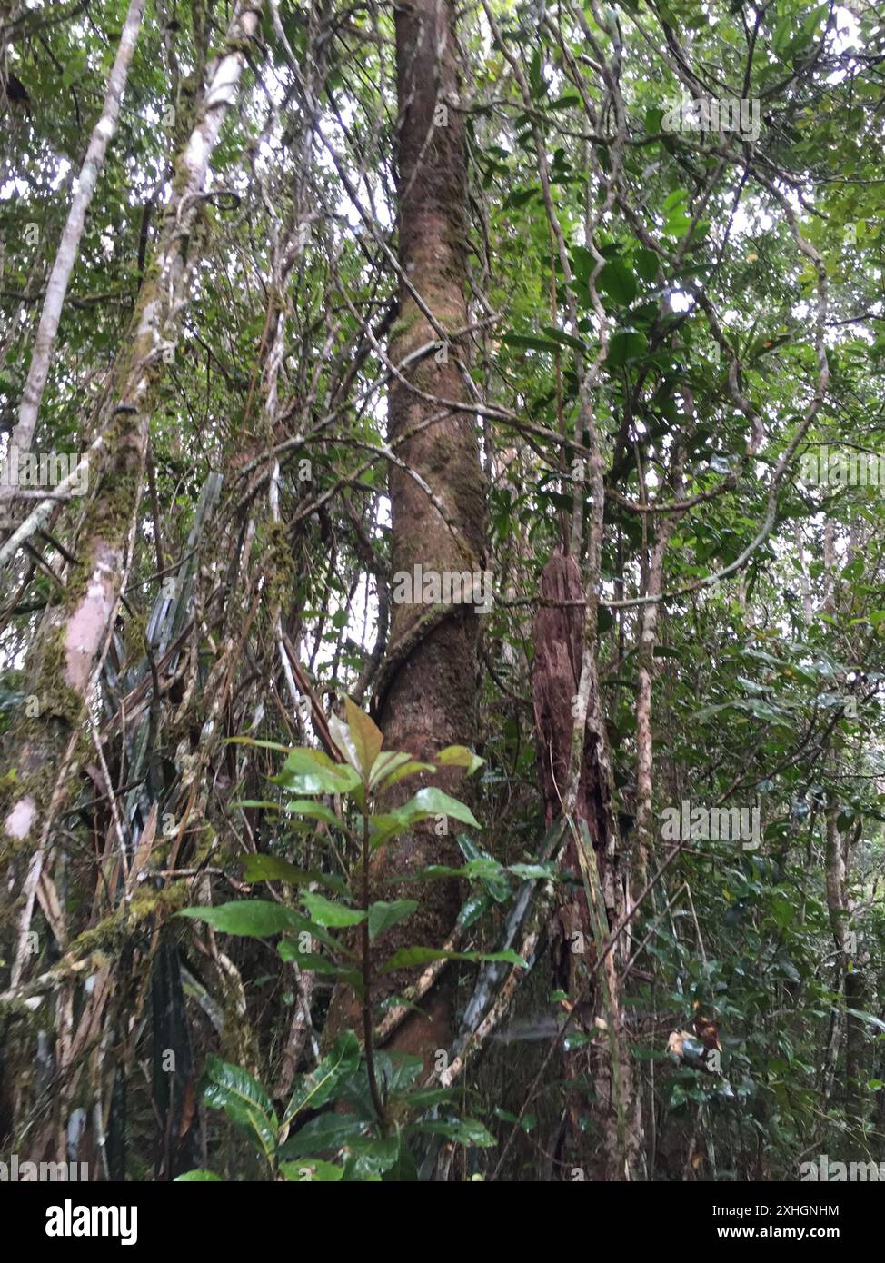 Carallia (Carallia brachiata Stock Photo - Alamy