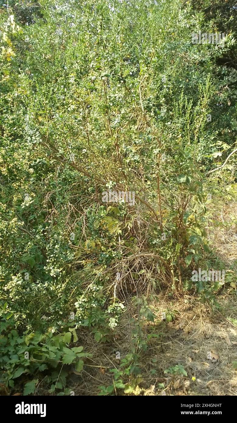 Chaparral Coyote Brush (Baccharis pilularis consanguinea Stock Photo ...