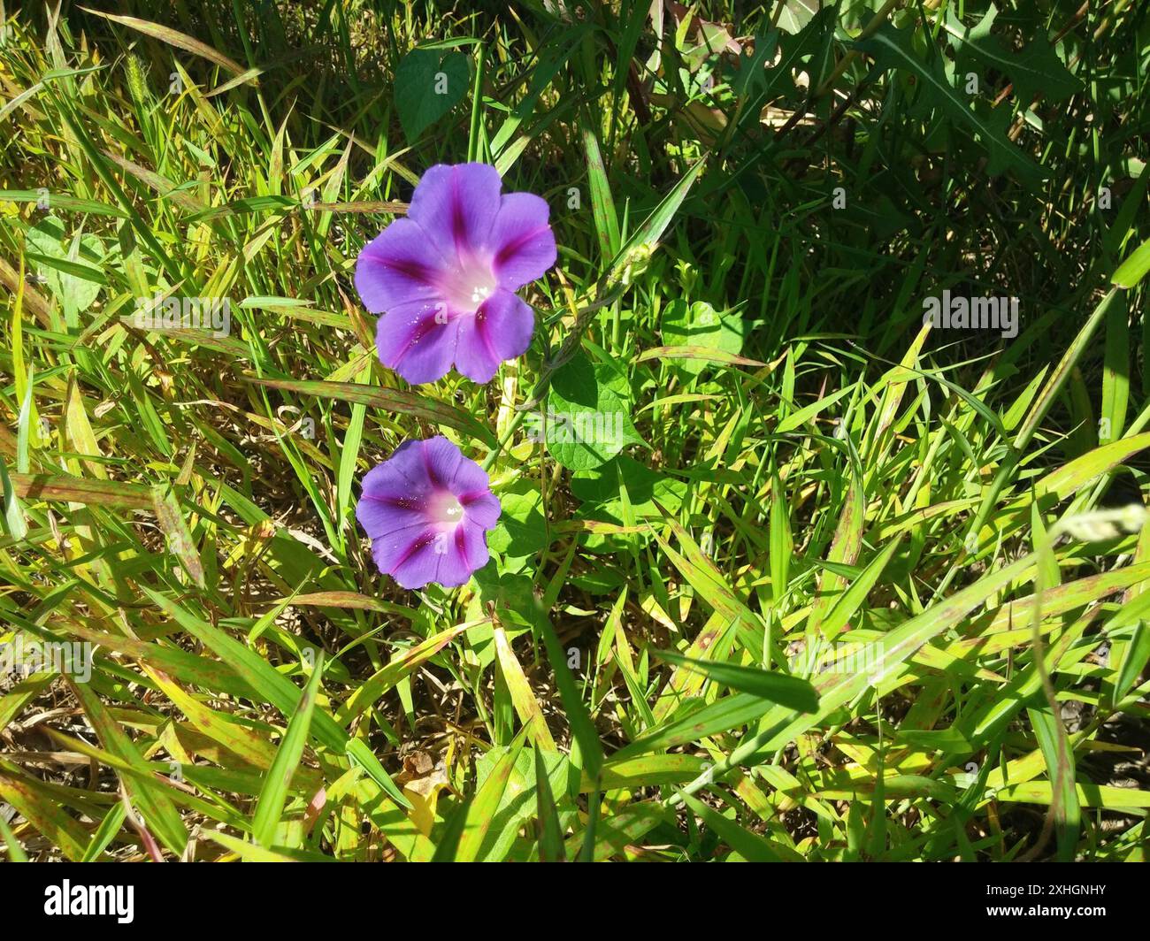 common morning-glory (Ipomoea purpurea Stock Photo - Alamy