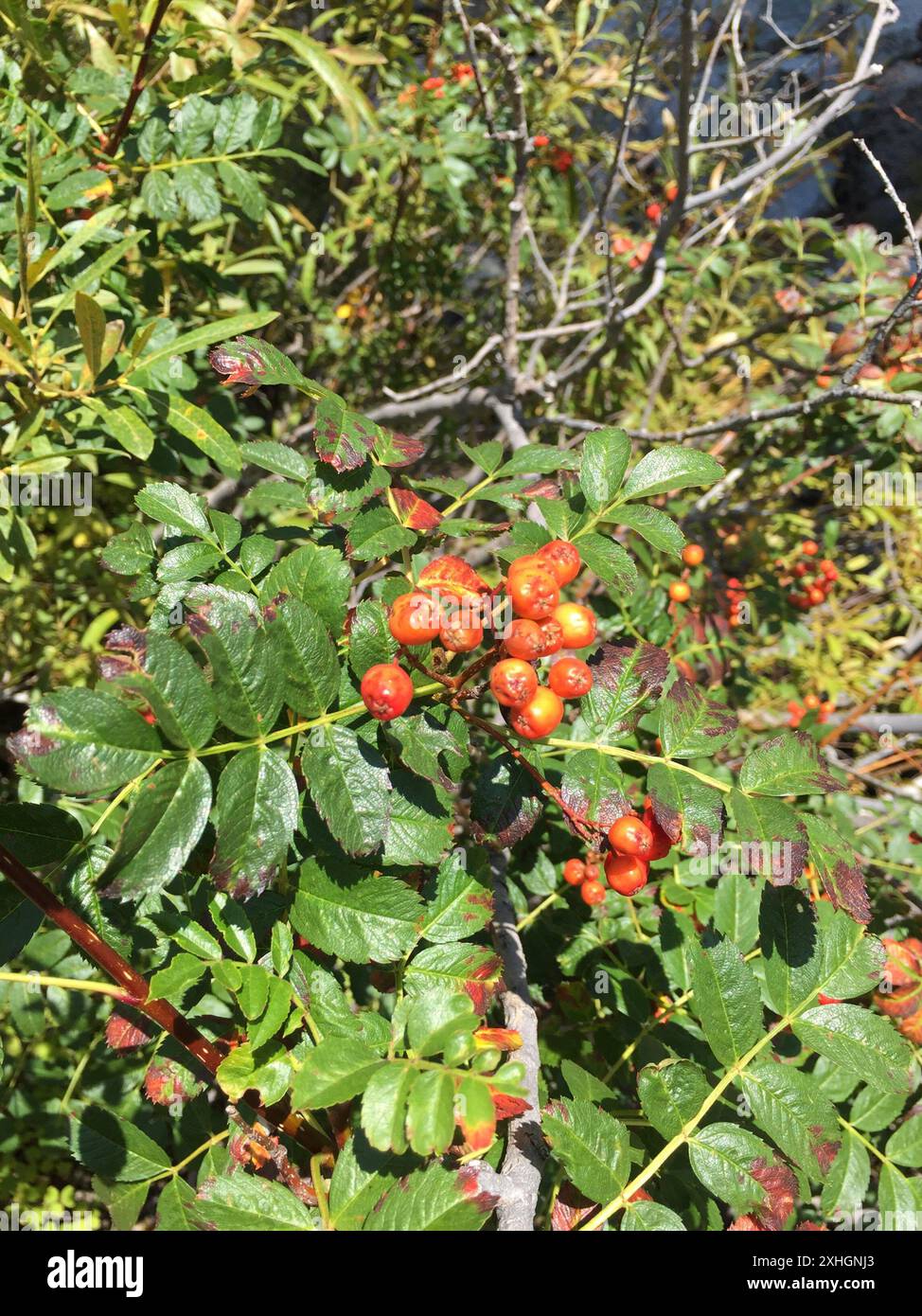 California Mountain Ash (Sorbus californica Stock Photo - Alamy