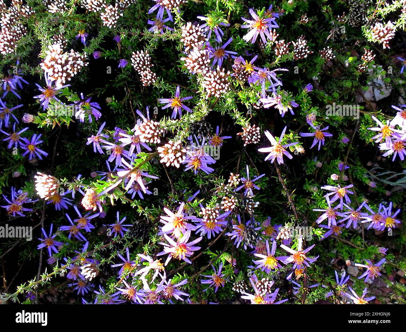 Common Fine Felicia (Felicia filifolia filifolia Stock Photo - Alamy