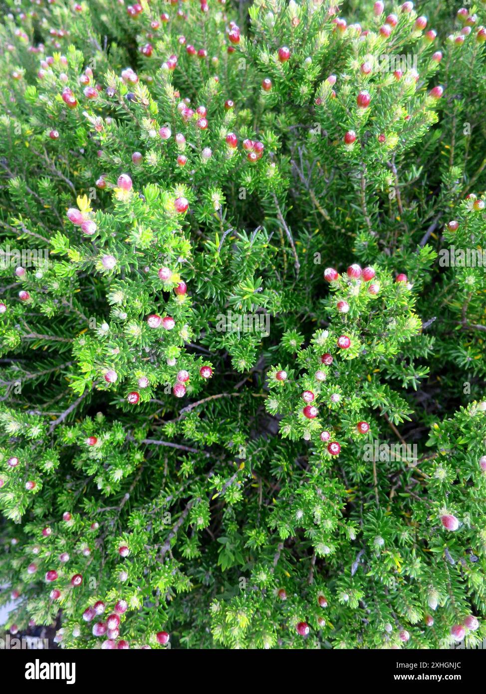 Heathleaf Hardleaf (Phylica ericoides ericoides Stock Photo - Alamy