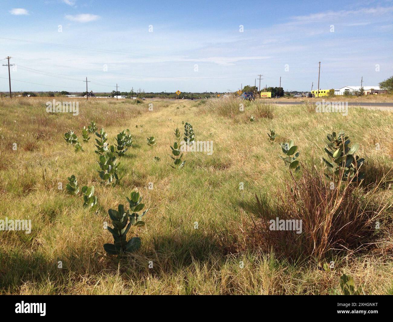 broadleaf milkweed (Asclepias latifolia Stock Photo - Alamy
