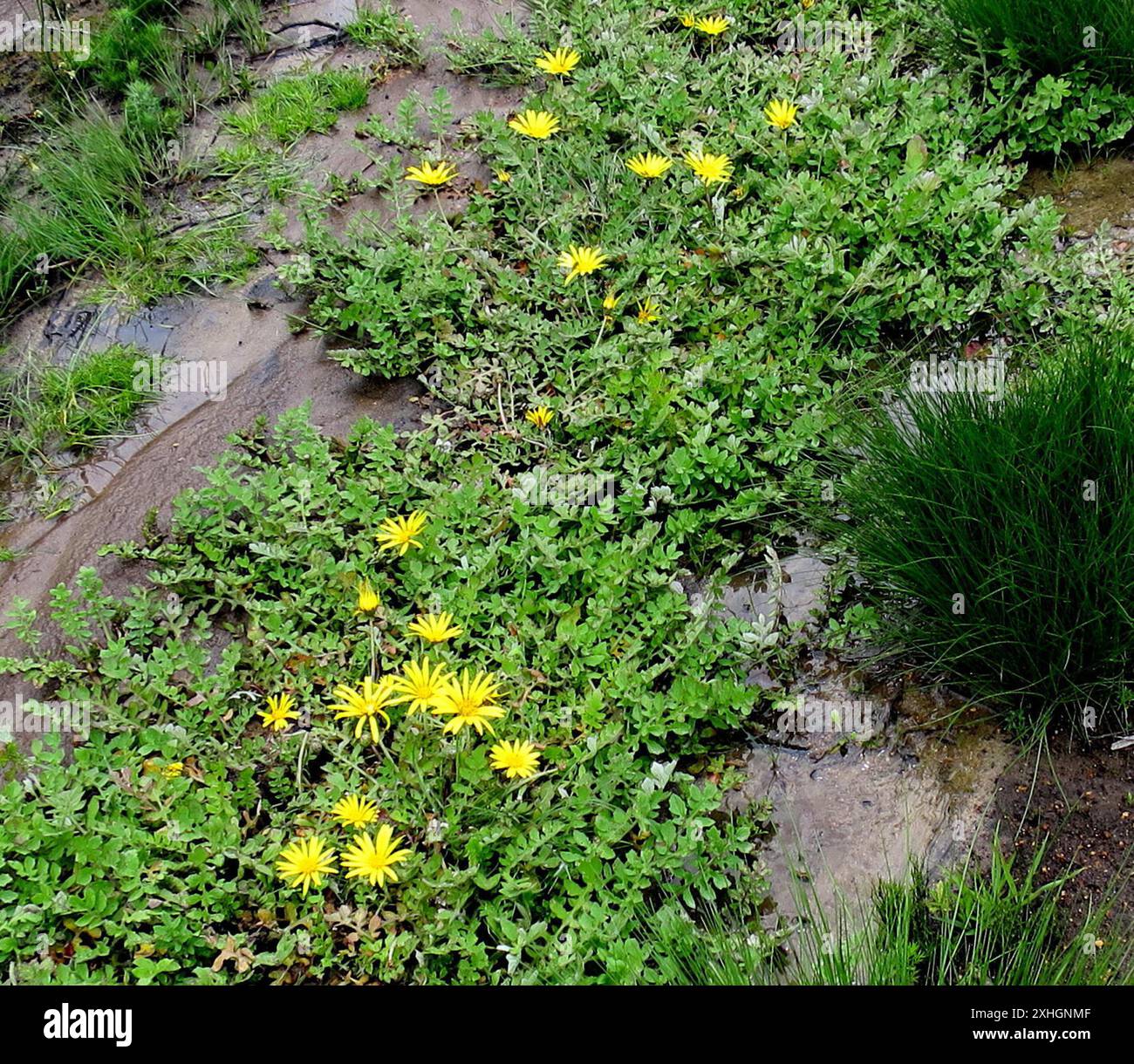 Prostrate Capeweed (Arctotheca prostrata Stock Photo - Alamy