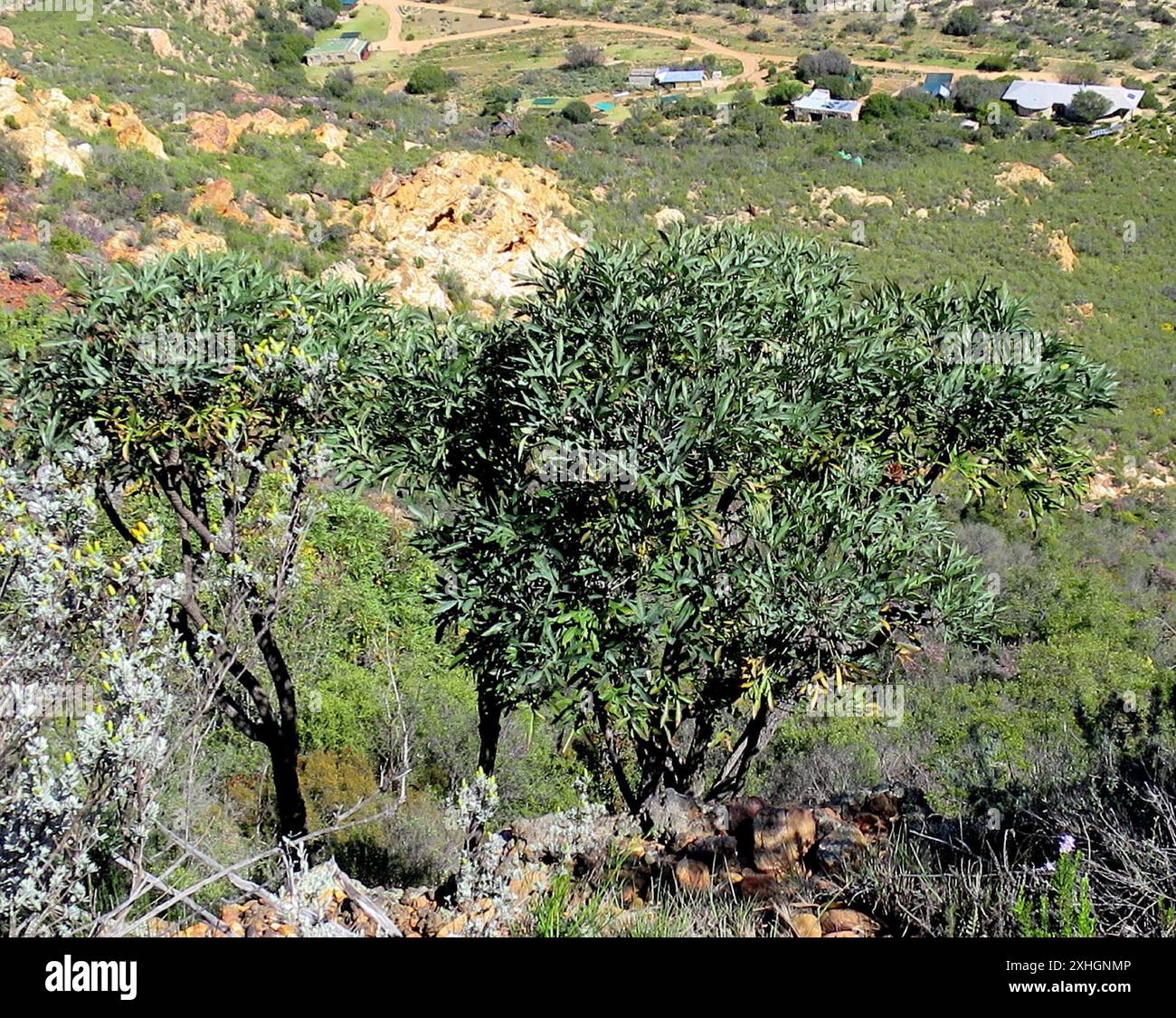 Karoo Cabbagetree (Cussonia paniculata paniculata Stock Photo - Alamy