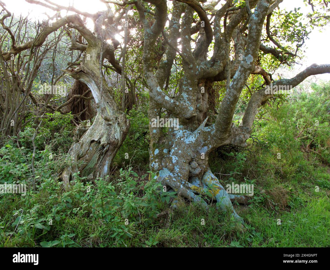 Taupata (Coprosma repens Stock Photo - Alamy