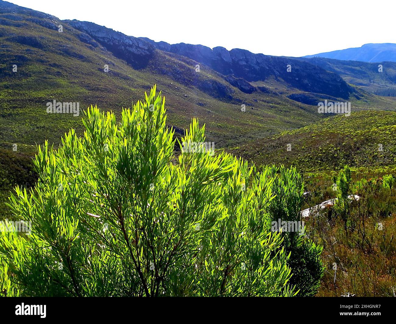 Gumleaf Conebush (Leucadendron eucalyptifolium Stock Photo - Alamy
