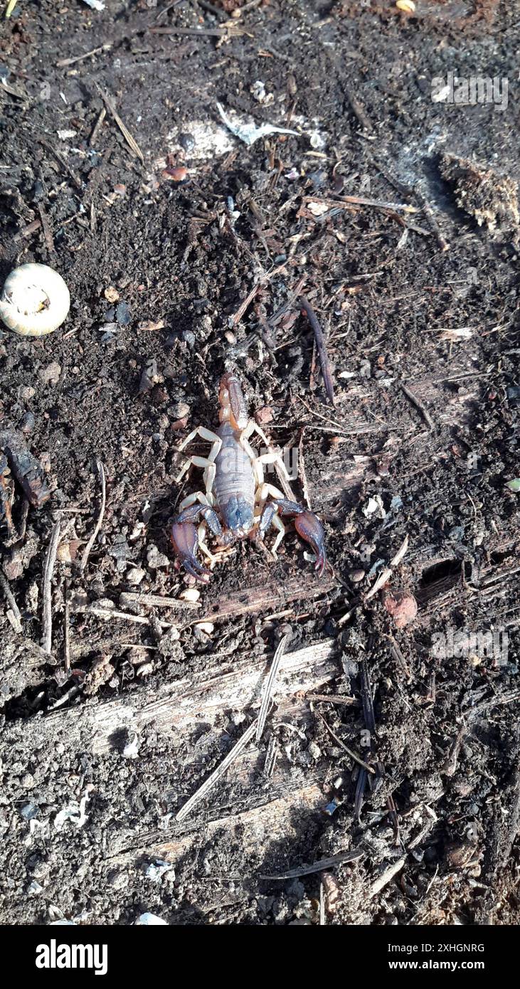 Western Forest Scorpion (Uroctonus mordax Stock Photo - Alamy