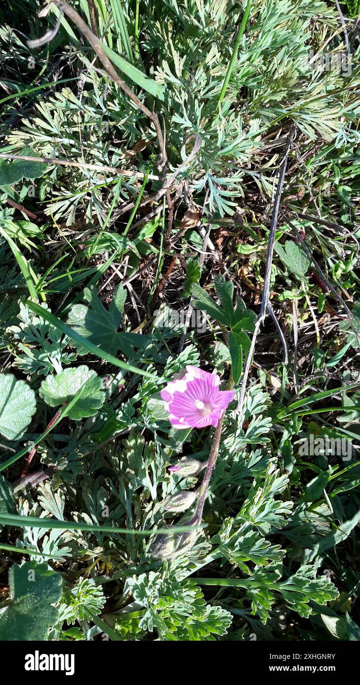 checkerbloom (Sidalcea malviflora Stock Photo - Alamy