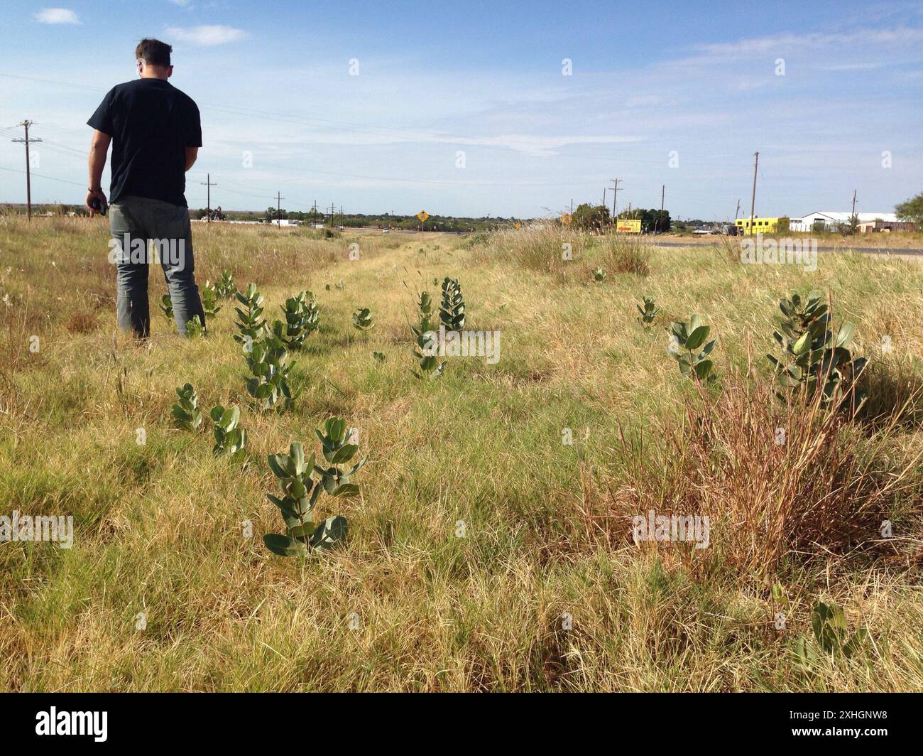 broadleaf milkweed (Asclepias latifolia Stock Photo - Alamy