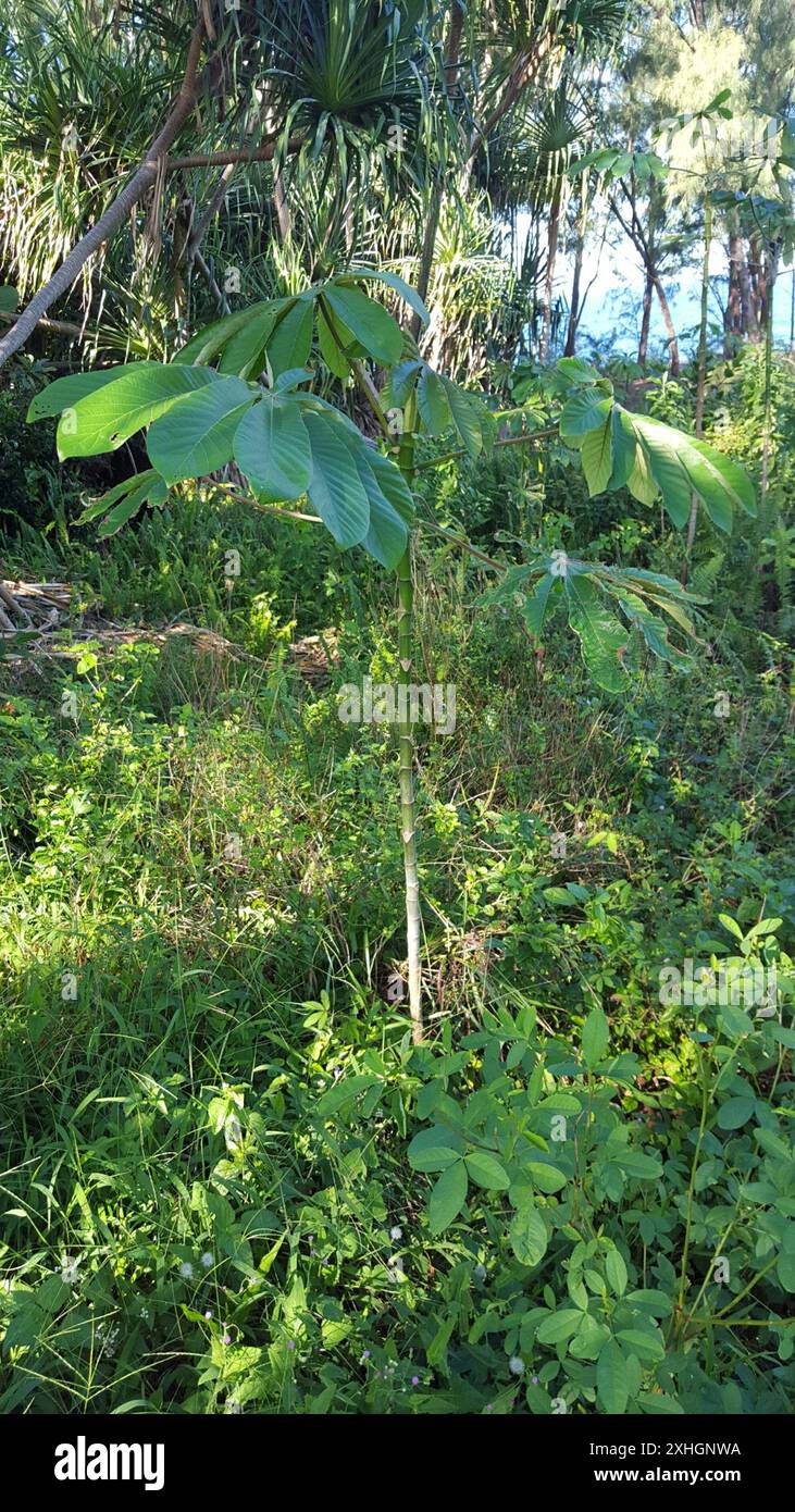 trumpet-tree (Cecropia obtusifolia Stock Photo - Alamy