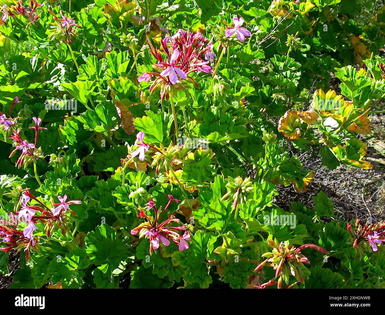 horseshoe geranium (Pelargonium zonale Stock Photo - Alamy