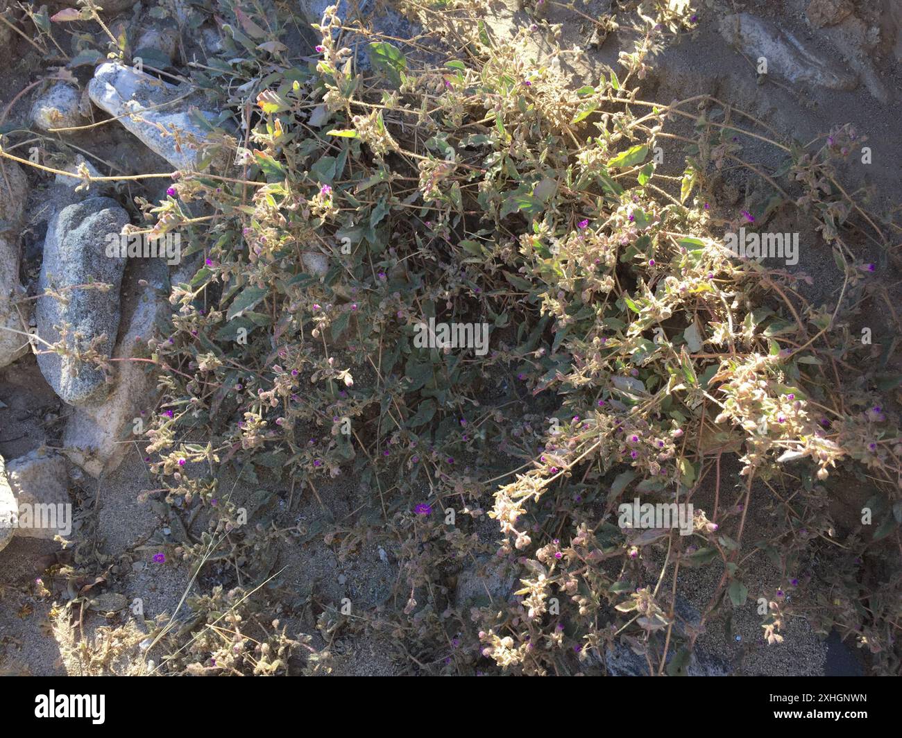 Trailing Windmills (Allionia incarnata Stock Photo - Alamy