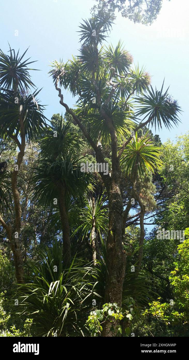 New Zealand cabbage tree (Cordyline australis Stock Photo - Alamy