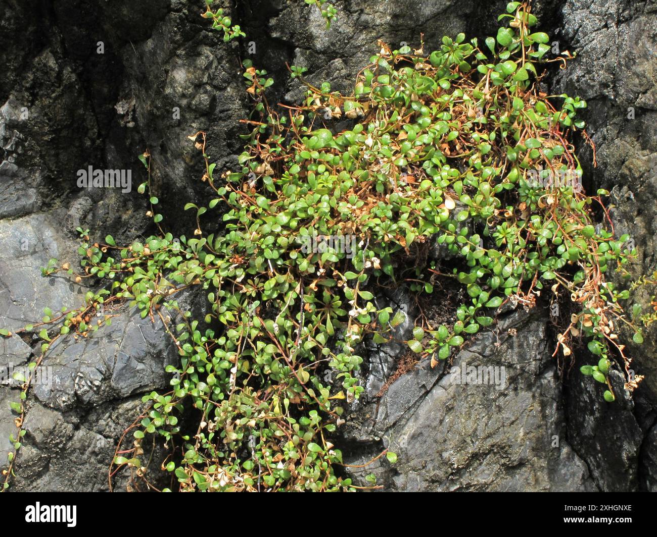 Sea Primrose (Samolus repens Stock Photo - Alamy