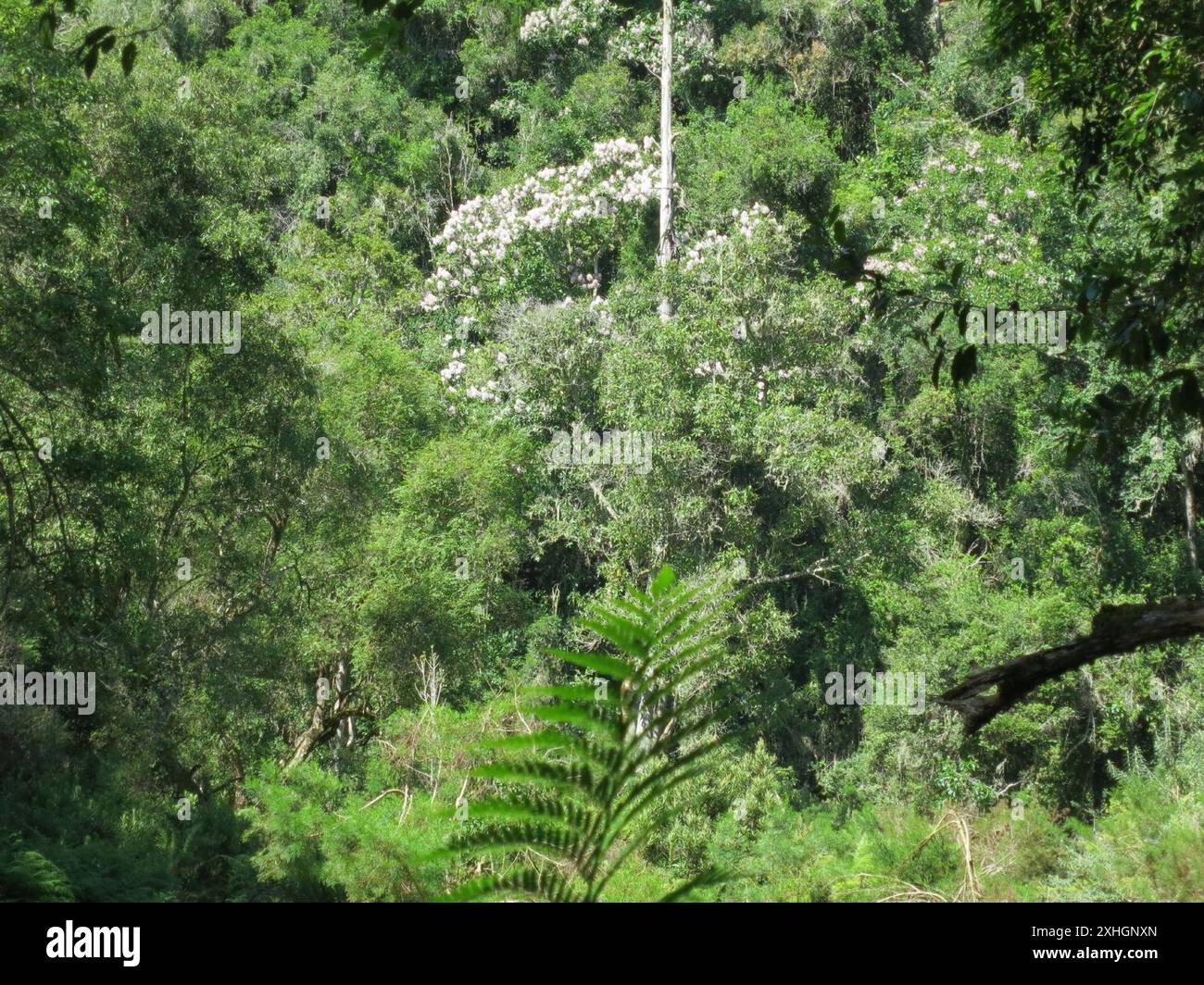 Cape Chestnut (Calodendrum capense Stock Photo - Alamy
