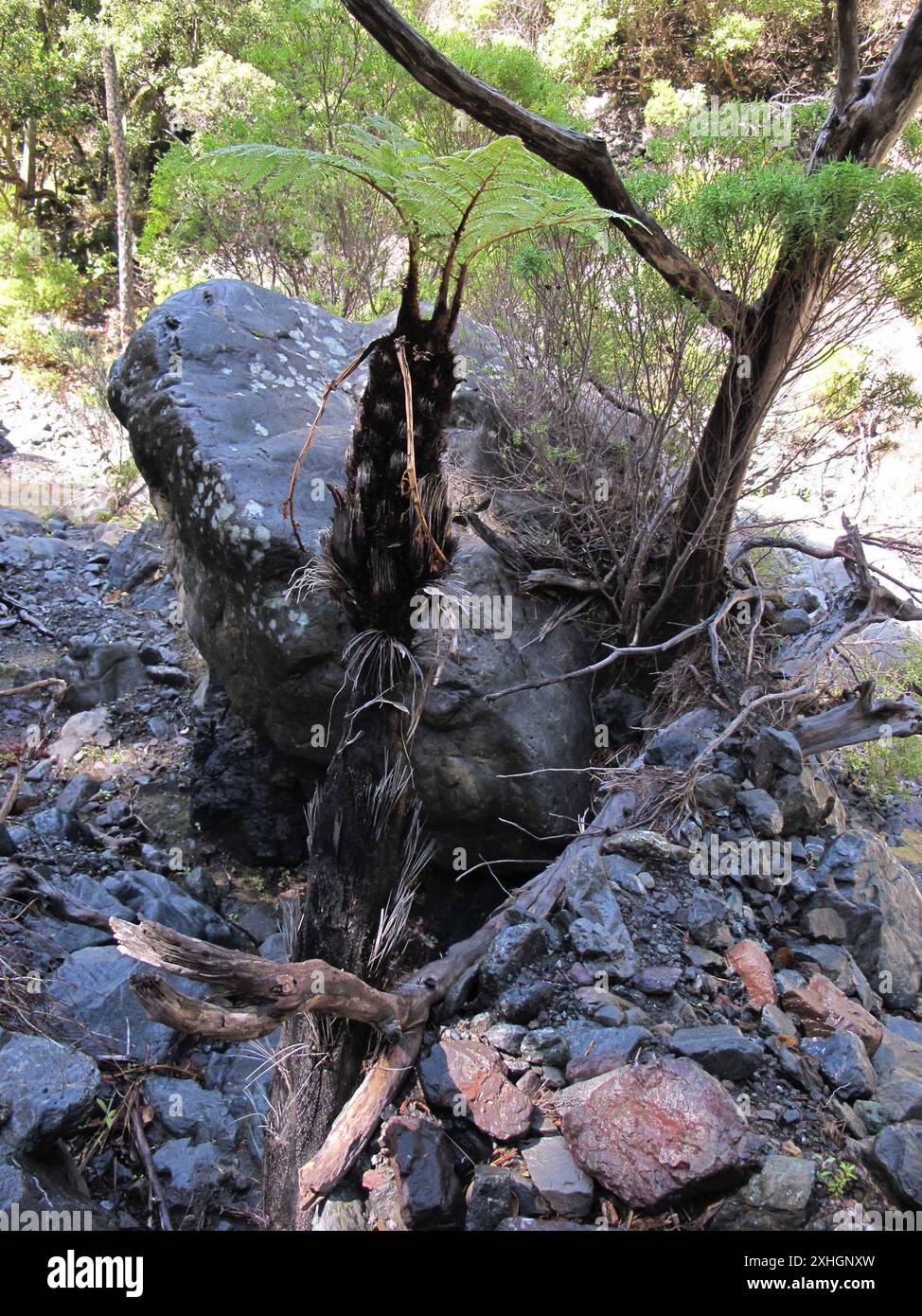 Tree Ferns and Allies (Cyatheales Stock Photo - Alamy