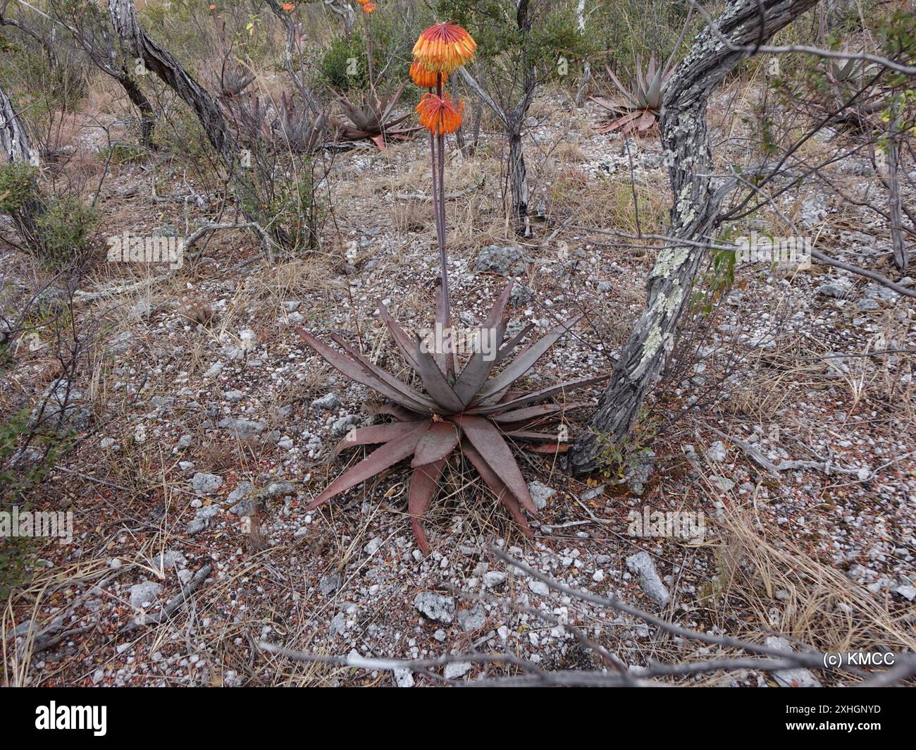 (Aloe capitata quartziticola Stock Photo - Alamy