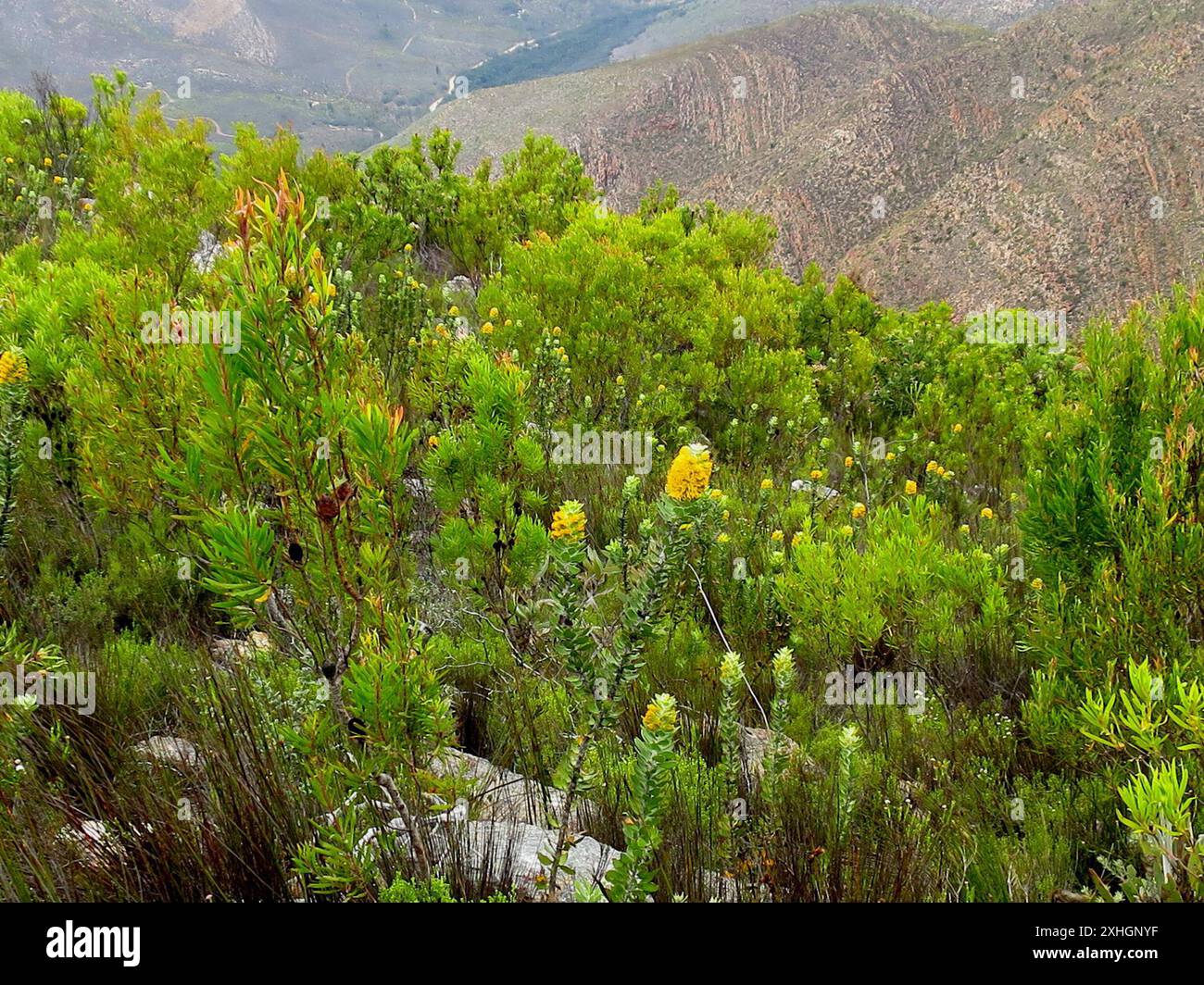 Golden Pagoda (Mimetes chrysanthus Stock Photo - Alamy