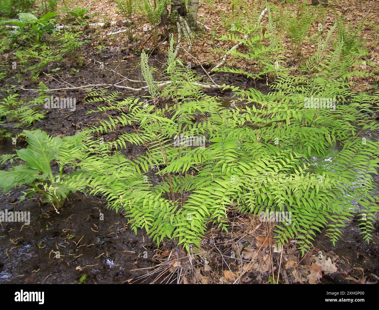 American Royal Fern (Osmunda spectabilis Stock Photo - Alamy