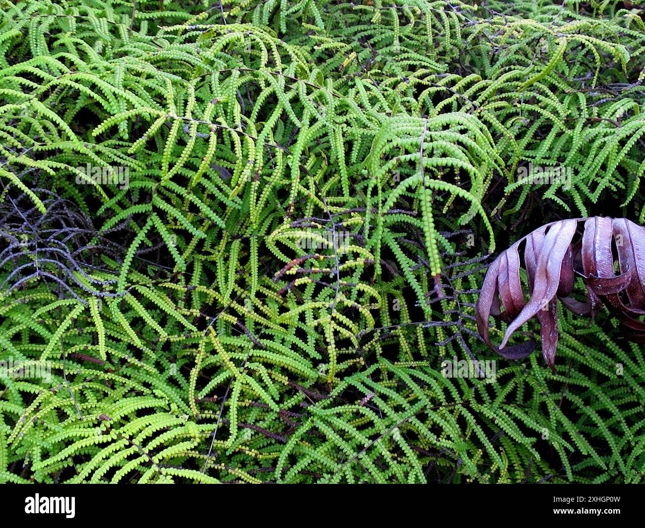 Coral Fern (Gleichenia polypodioides Stock Photo - Alamy