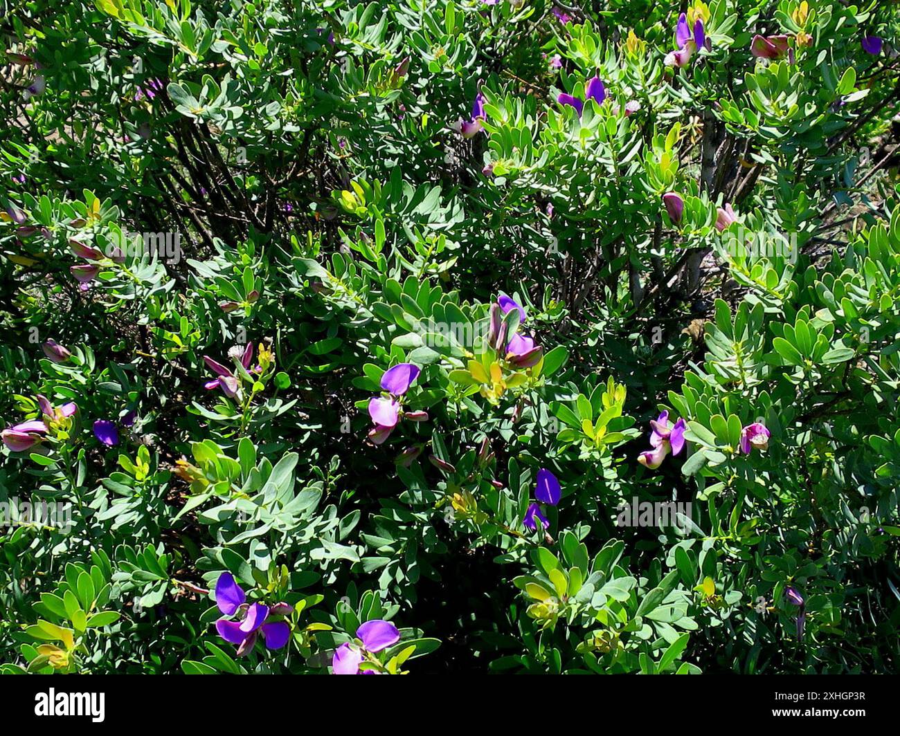 Septemberbush (Polygala myrtifolia myrtifolia Stock Photo - Alamy