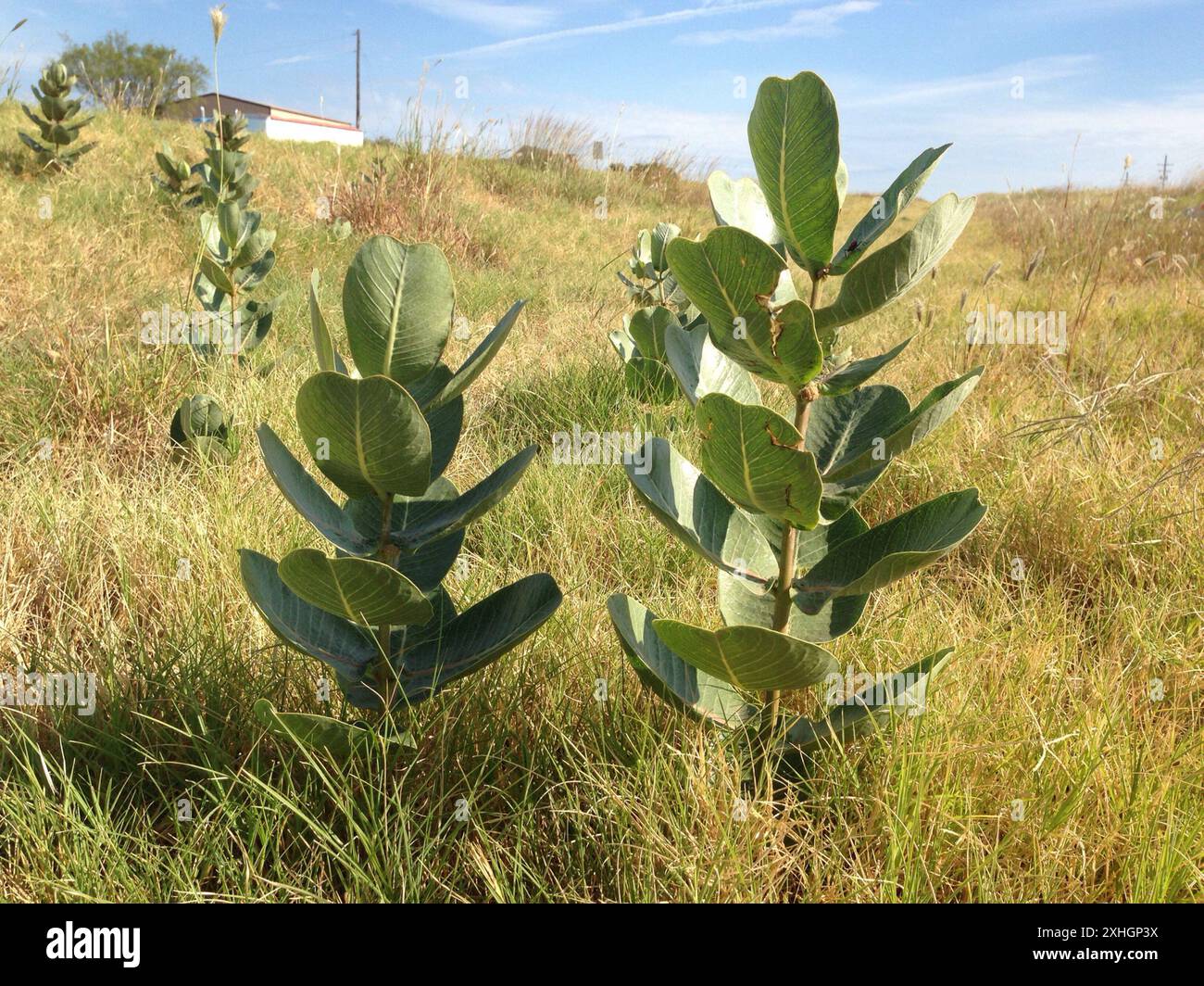 broadleaf milkweed (Asclepias latifolia Stock Photo - Alamy
