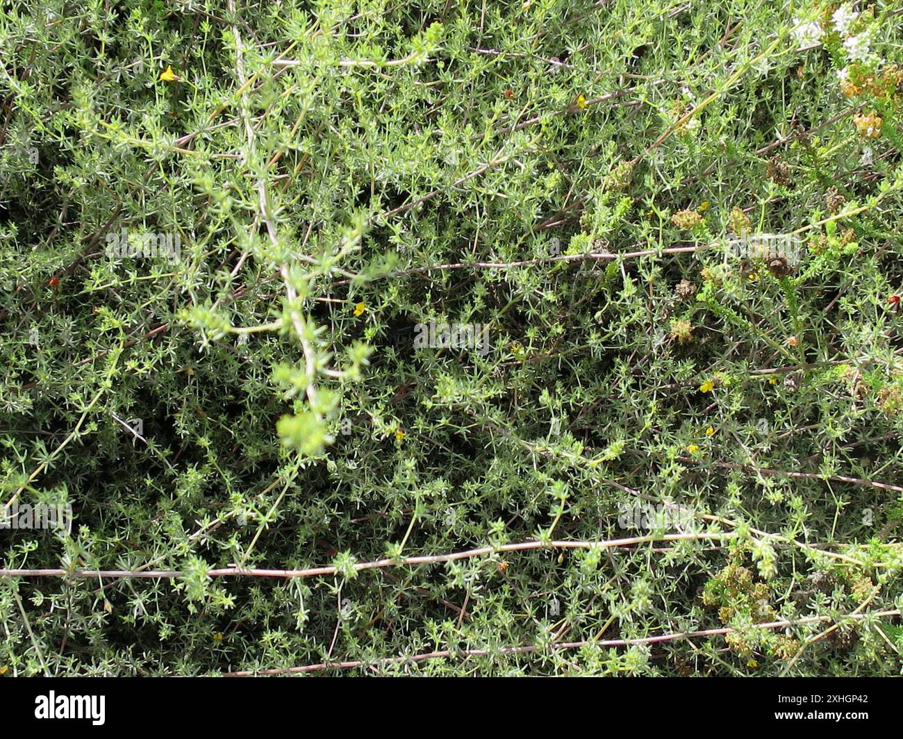 Fingerleaf hi-res stock photography and images - Alamy