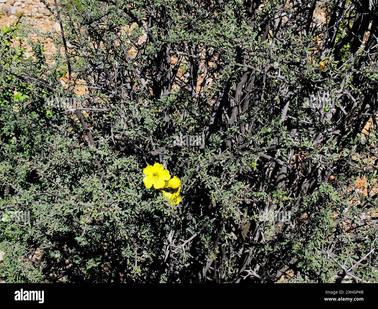 Karoo rhigozum hi-res stock photography and images - Alamy
