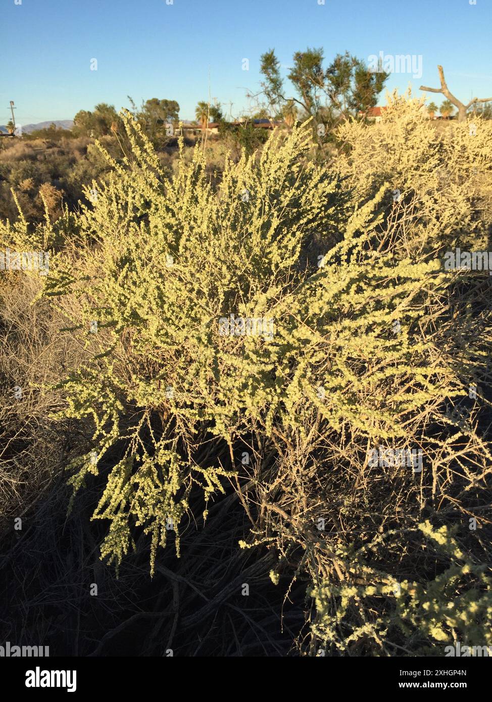 Cattle Saltbush (Atriplex polycarpa Stock Photo - Alamy