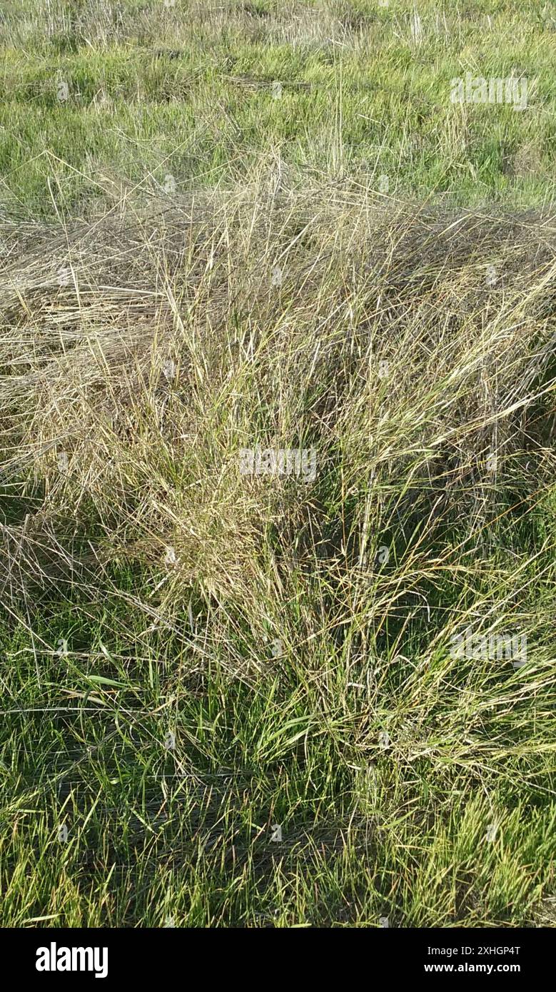 Smilo Grass (Oloptum miliaceum Stock Photo - Alamy