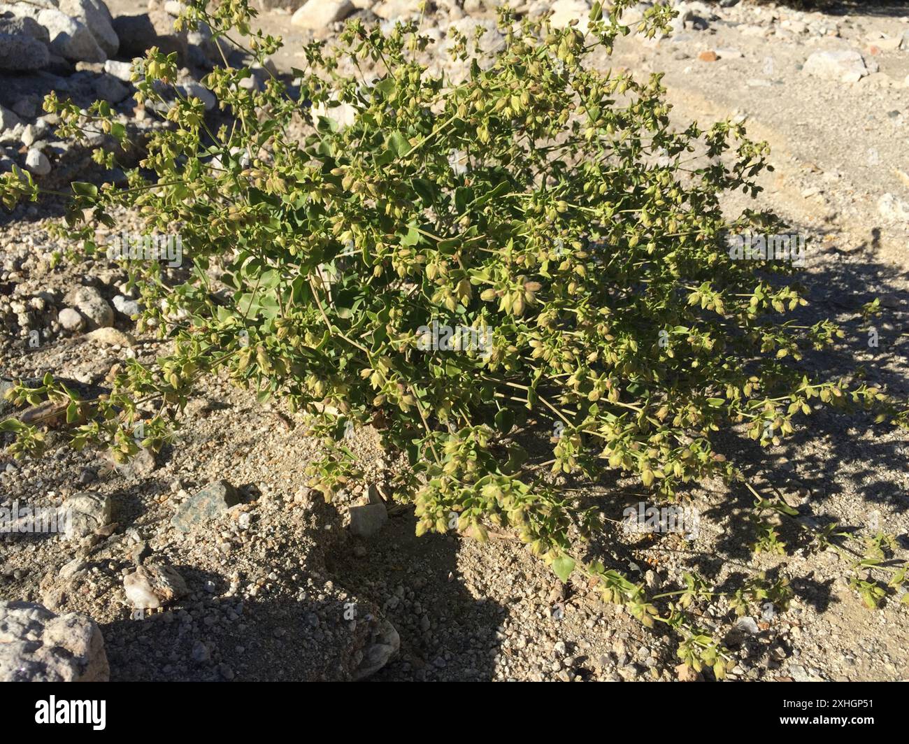 Wishbone Bush (Mirabilis laevis Stock Photo - Alamy