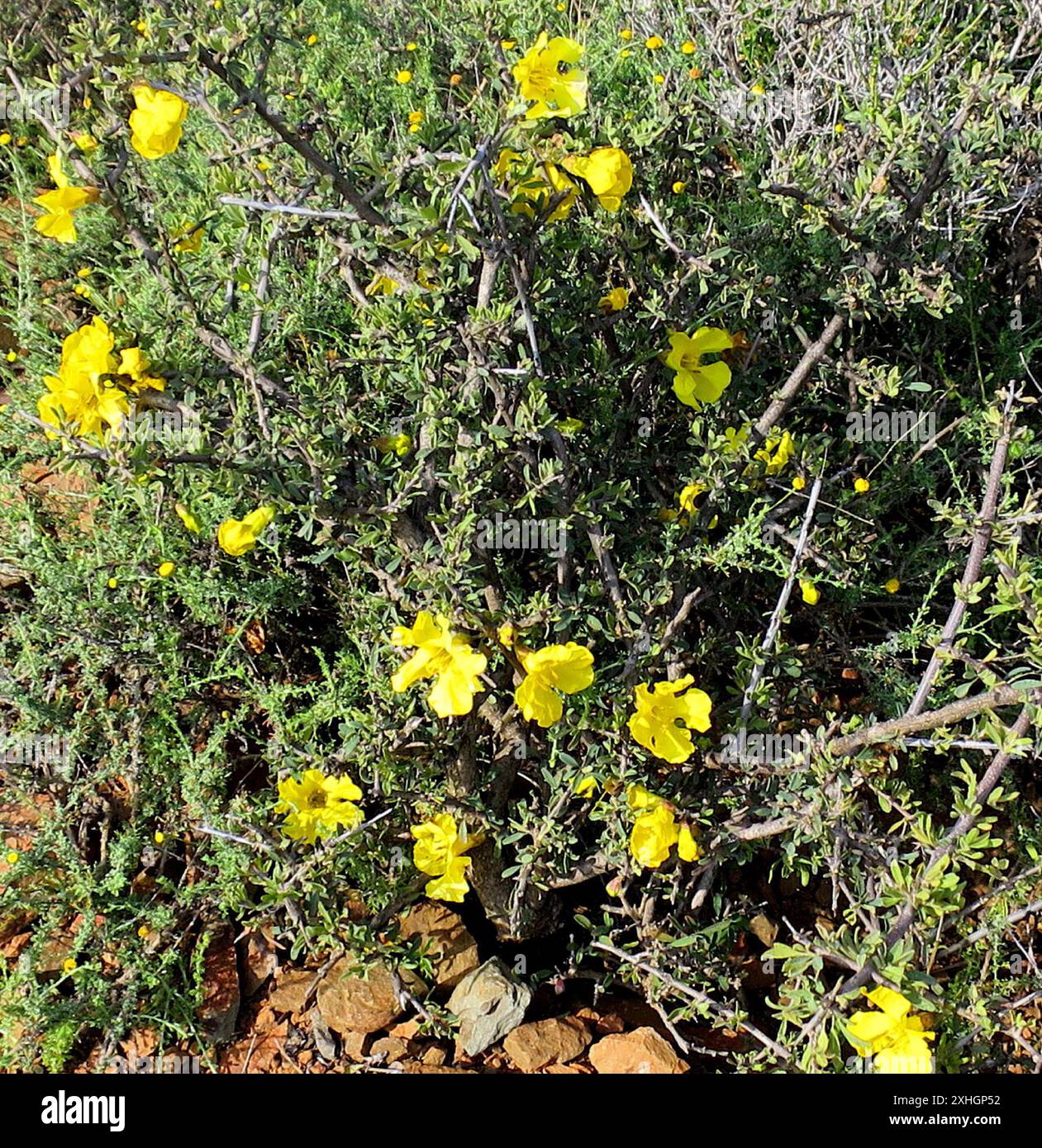 Karoo rhigozum hi-res stock photography and images - Alamy