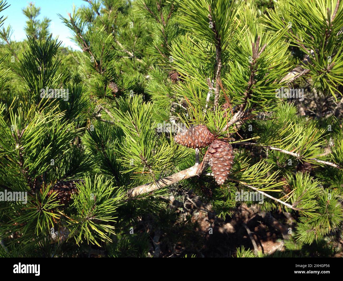 sand pine (Pinus clausa Stock Photo - Alamy