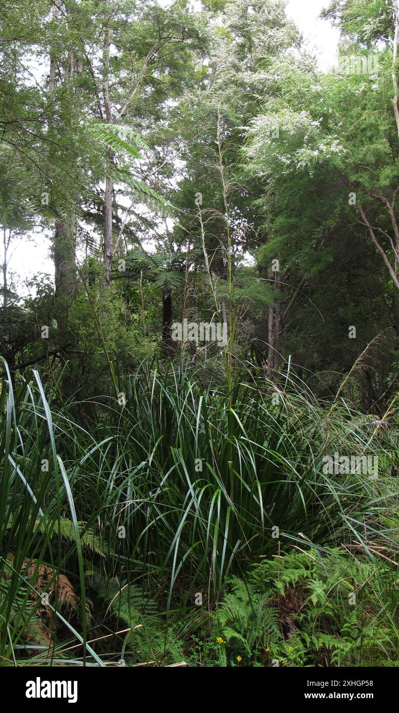 Giant cutty grass (Gahnia xanthocarpa Stock Photo - Alamy