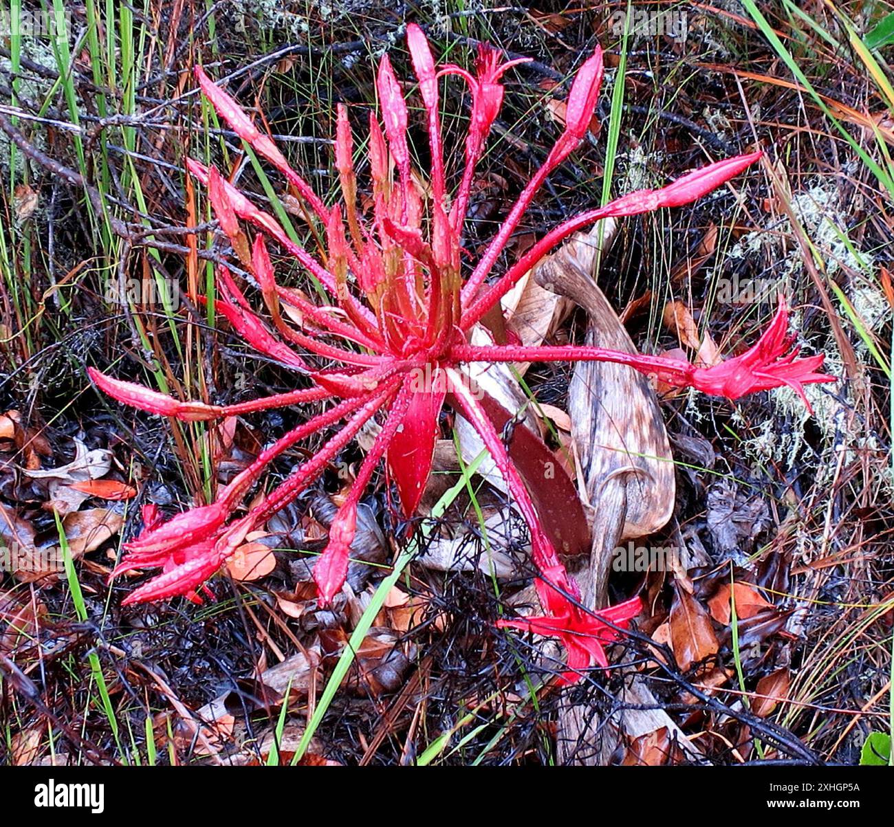 Brunsvigia orientalis hi-res stock photography and images - Alamy