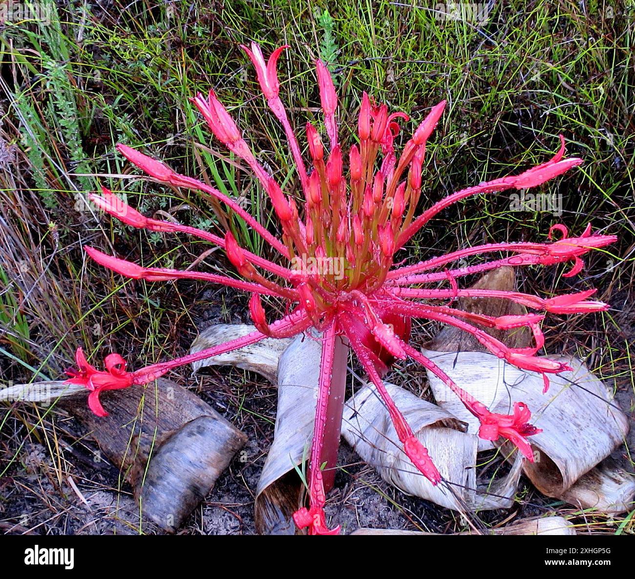 Brunsvigia orientalis hi-res stock photography and images - Alamy