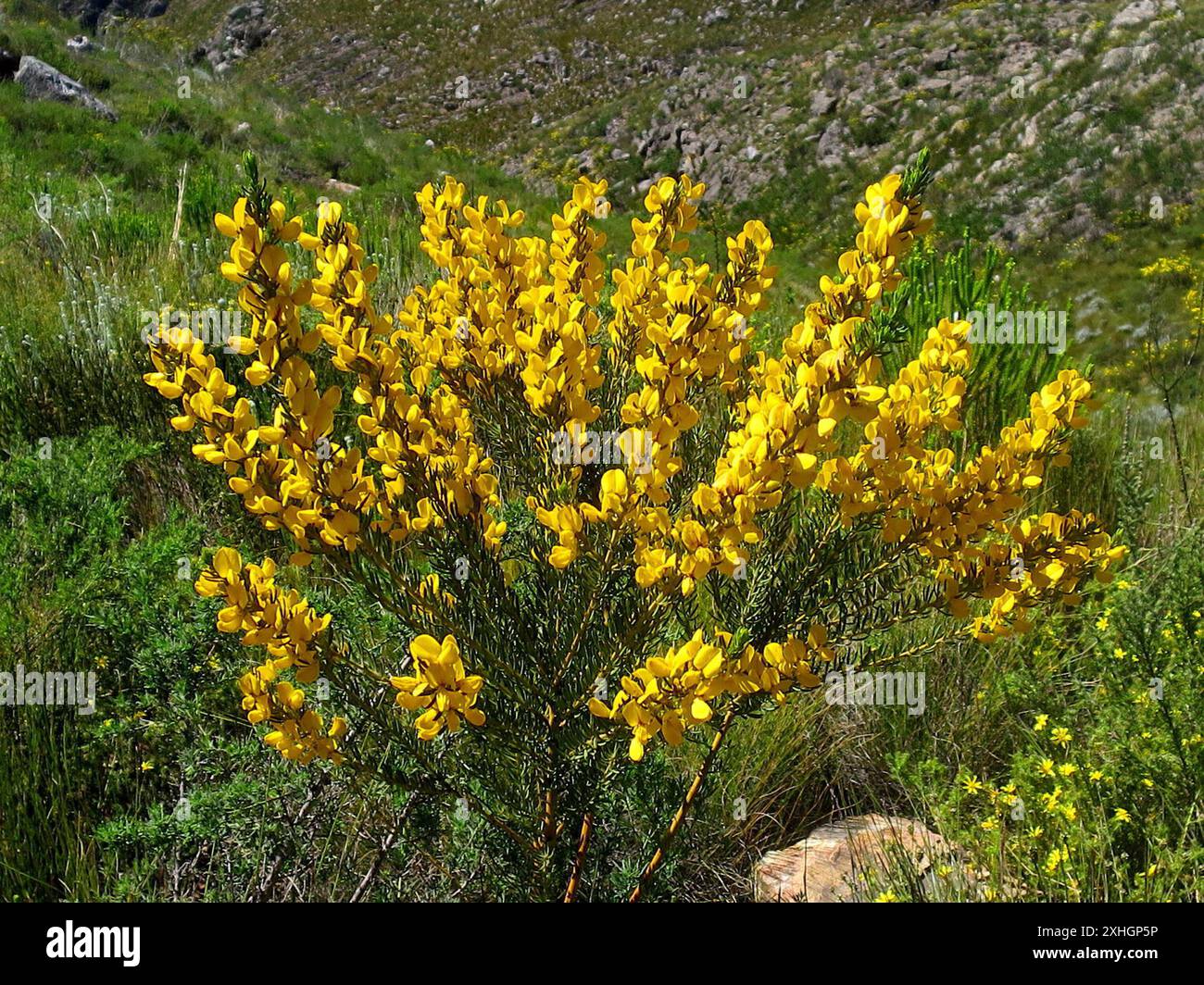 Shaleband Honeybush (Cyclopia plicata Stock Photo - Alamy
