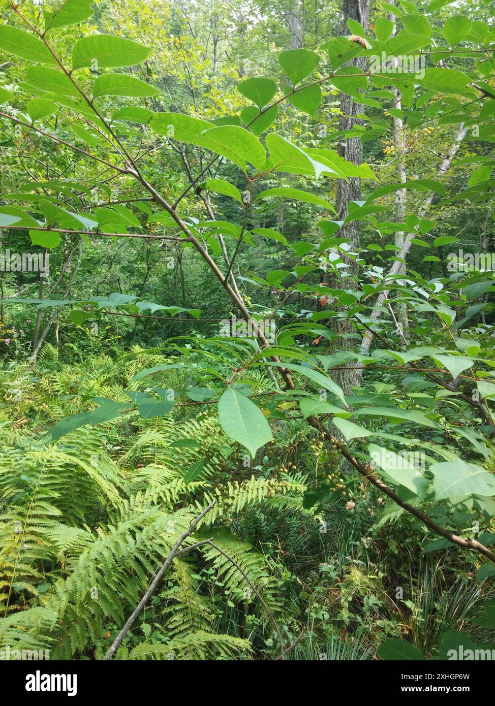 poison sumac (Toxicodendron vernix Stock Photo - Alamy