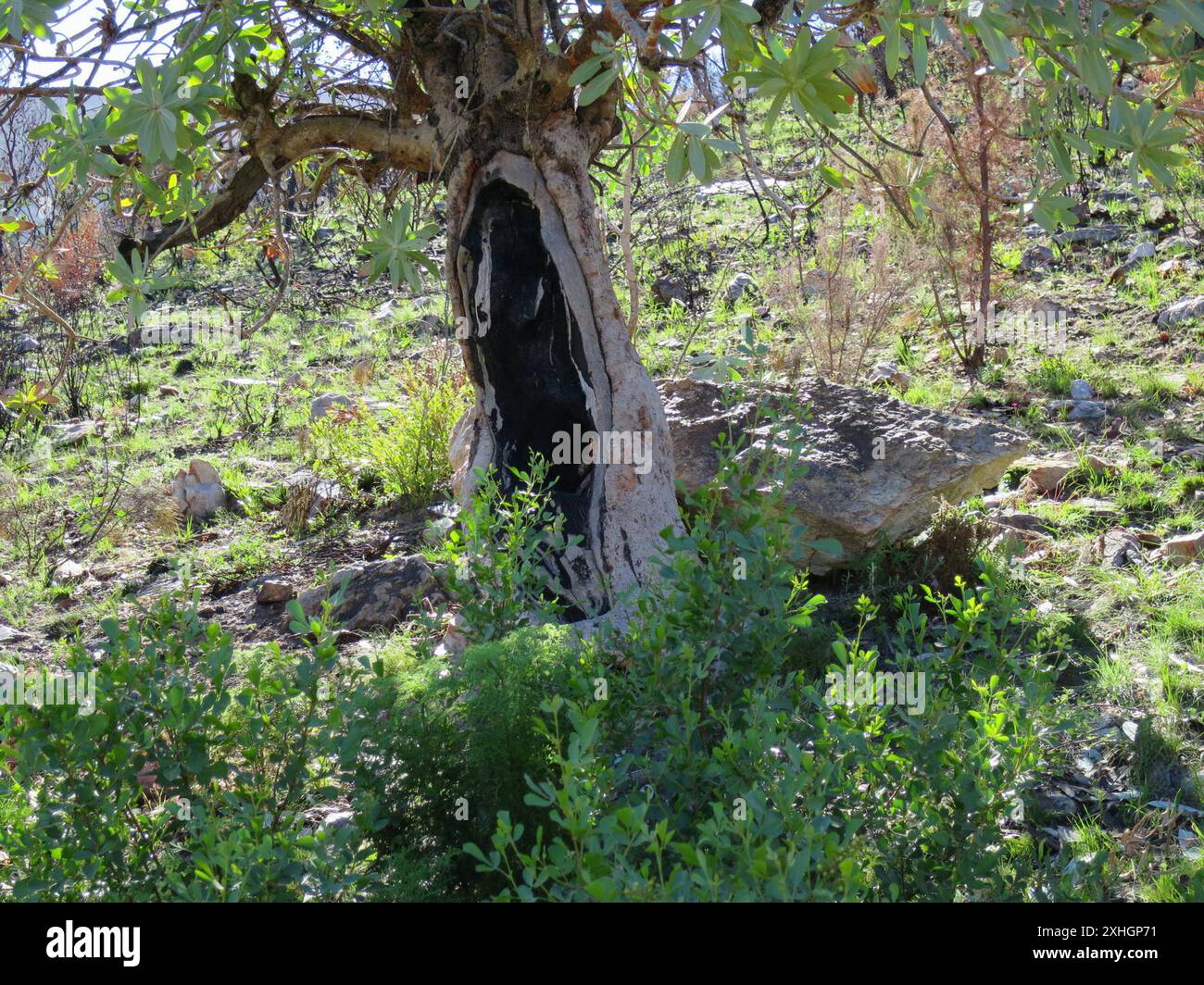 Wagon Tree (Protea nitida Stock Photo - Alamy