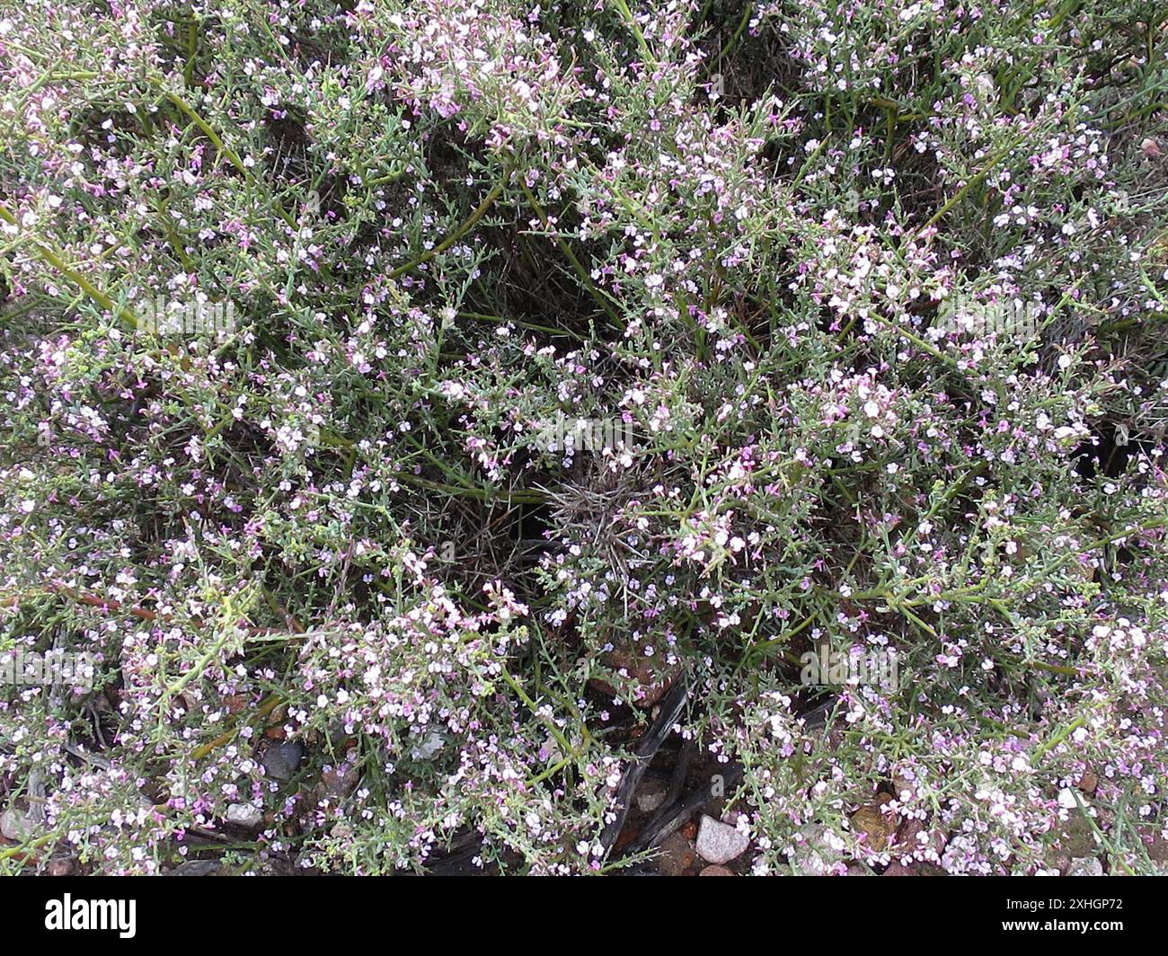 tortoise berry (Muraltia spinosa Stock Photo - Alamy