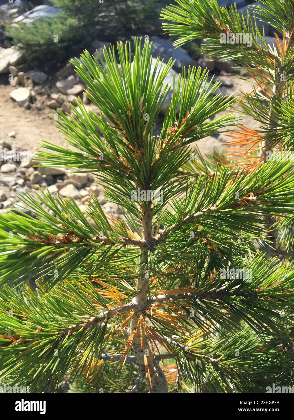 lodgepole pine (Pinus contorta Stock Photo - Alamy